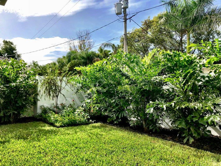 Best Privacy Options – Plant It Tampa Bay