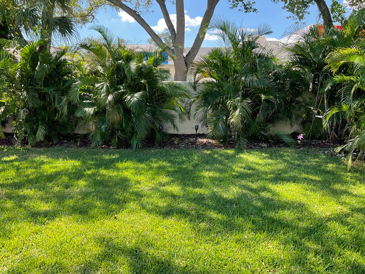 Best Privacy Options – Plant It Tampa Bay