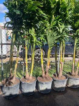 Adonidia Palm Tree - (Christmas Palm) Double Trunk- Plant It Tampa Bay