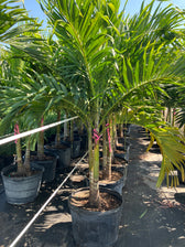 Adonidia Palm Tree - (Christmas Palm) Double Trunk- Plant It Tampa Bay