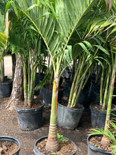 Adonidia Palm Tree - (Christmas Palm) Double Trunk- Plant It Tampa Bay