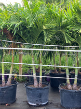 Adonidia Palm Tree - (Christmas Palm) Double Trunk- Plant It Tampa Bay