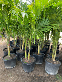 Adonidia Palm Tree - (Christmas Palm) Double Trunk- Plant It Tampa Bay