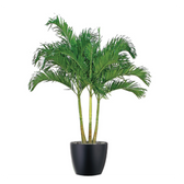 Adonidia Palm Tree - (Christmas Palm) Double Trunk- Plant It Tampa Bay