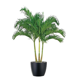 Adonidia Palm Tree - (Christmas Palm) Double Trunk- Plant It Tampa Bay