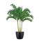 Adonidia Palm Tree - (Christmas Palm) Double Trunk- Plant It Tampa Bay