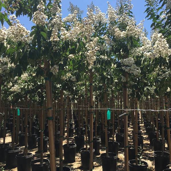 Crape Myrtles – Plant It Tampa Bay