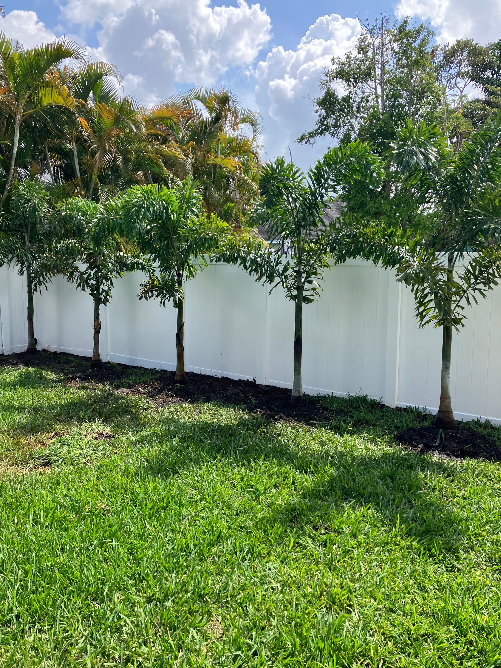 Foxtail Palm – Plant It Tampa Bay
