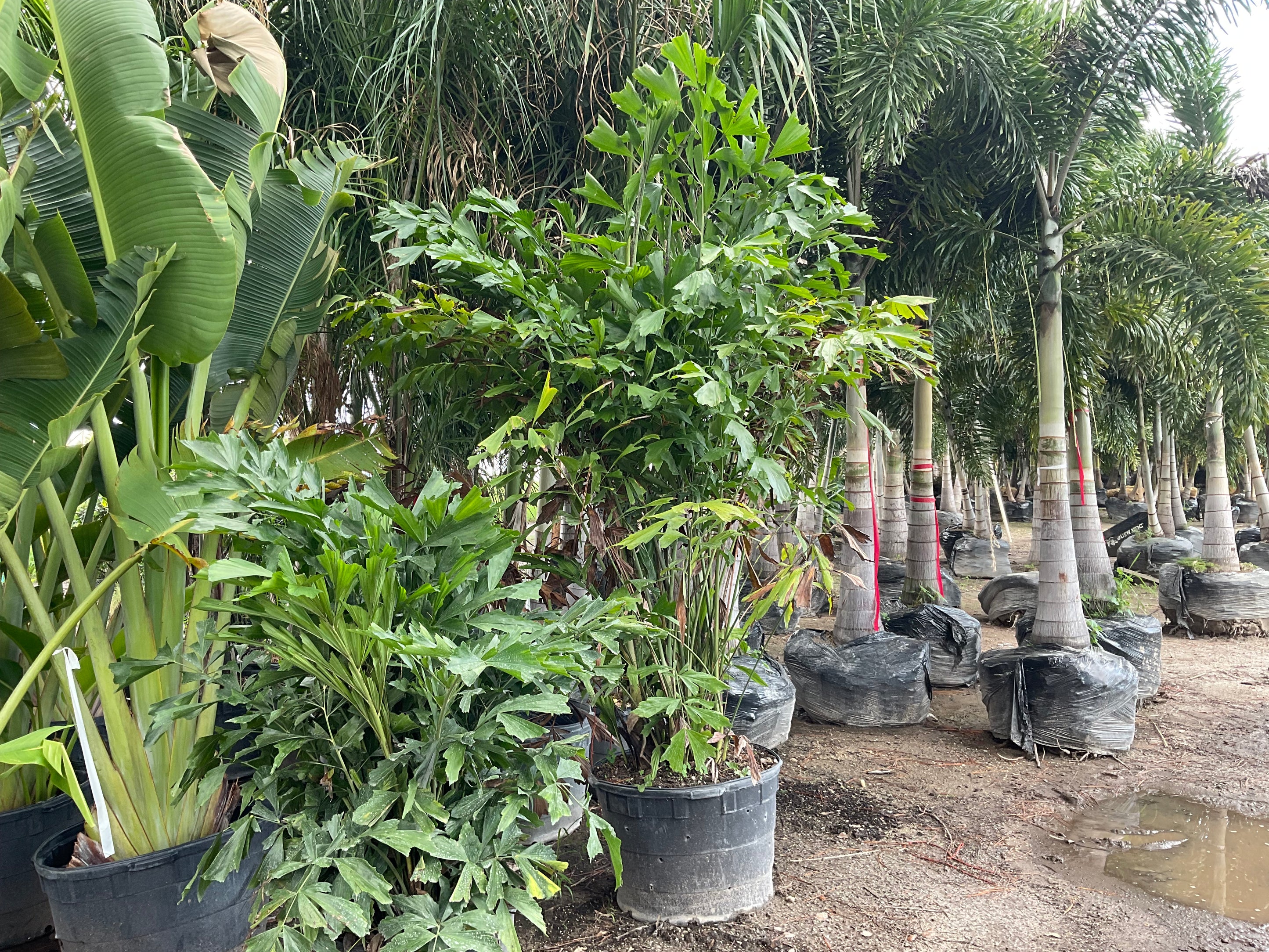 Fishtail Palm Trees – Plant It Tampa Bay