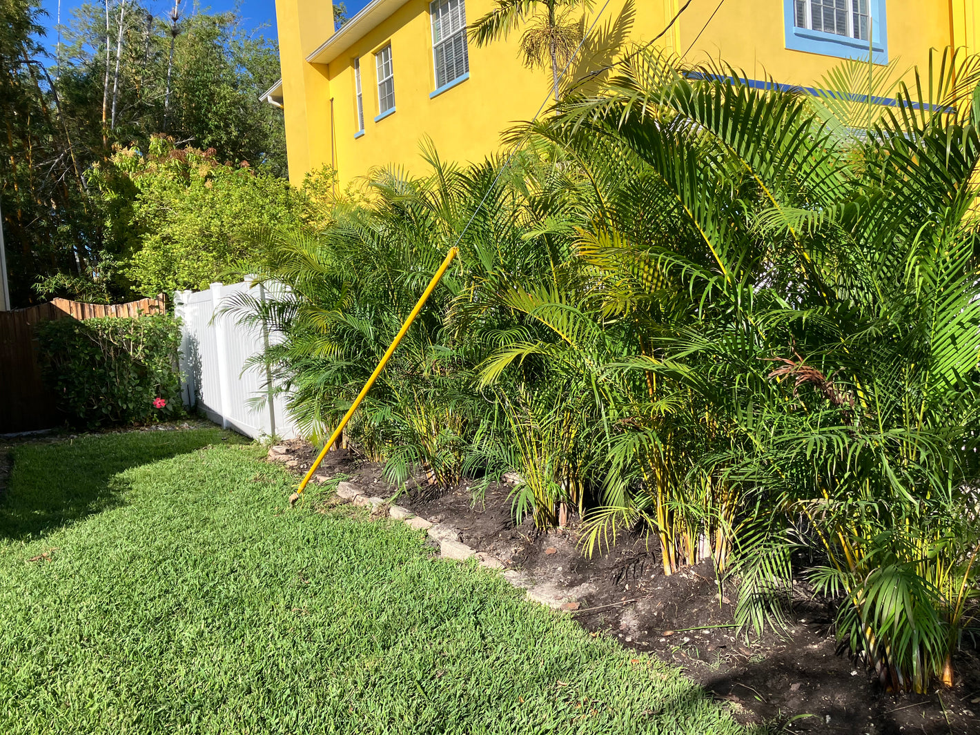Best Privacy Options – Plant It Tampa Bay