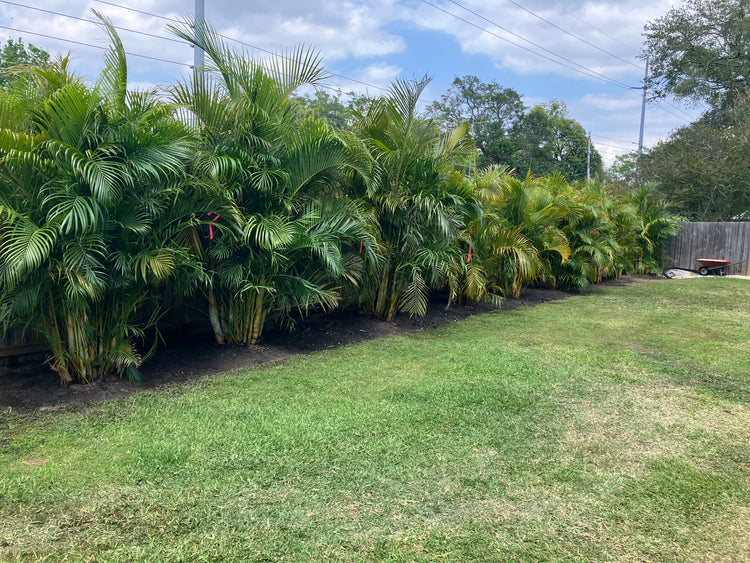 Best Privacy Options – Plant It Tampa Bay