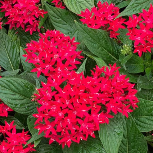 Penta Flowers red pink white purple – Plant It Tampa Bay