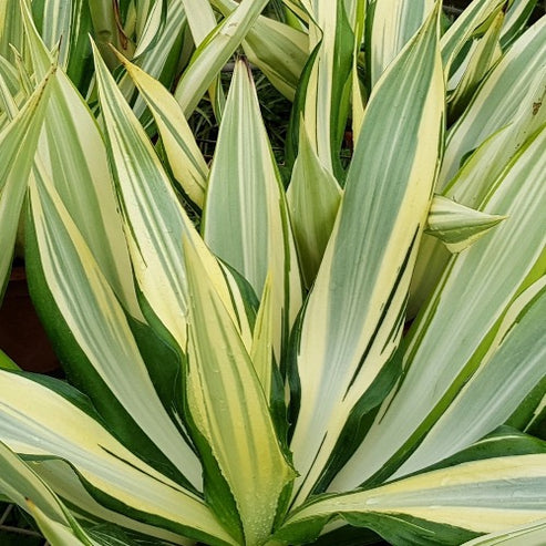 Agave, False – Plant It Tampa Bay