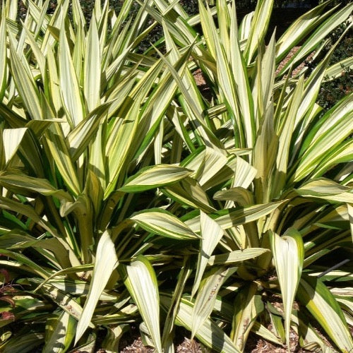 Agave, False – Plant It Tampa Bay