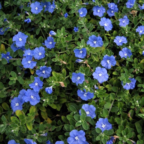 Blue Evolvulus (Blue My Mind) – Plant It Tampa Bay