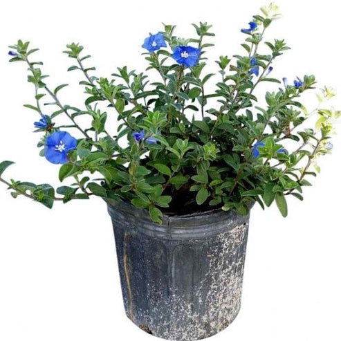 Blue Evolvulus (Blue My Mind) – Plant It Tampa Bay