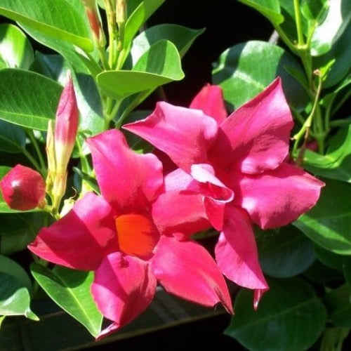 Mandevilla – Plant It Tampa Bay