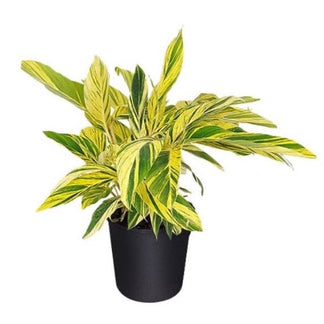 Variegated Ginger Lily – Plant It Tampa Bay